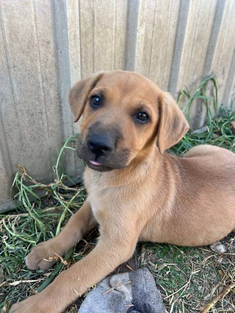 2 month old German Shepherd pointer puppies ready to start new life ️ ...