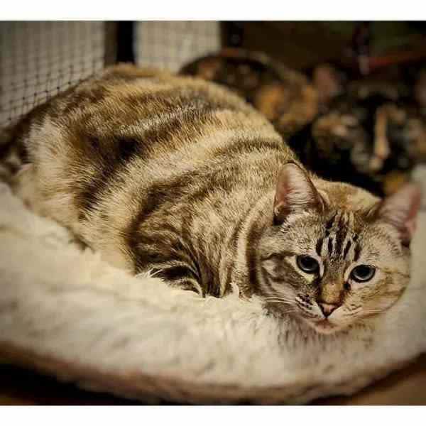 6370 : Arya - CAT for ADOPTION - Vet Work Included | Cats & Kittens ...