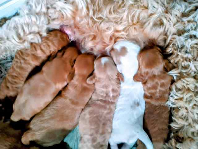 Straight coat and curly cavoodles | Dogs & Puppies | Gumtree Australia ...