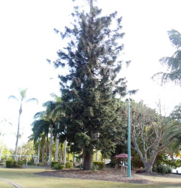 BUNYA NUT TREES FOR SALE VARIOUS SIZES/PRICES QLD OZ | Plants | Gumtree ...