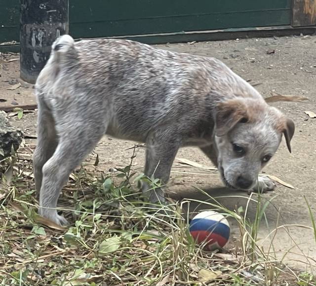 Australian Blue Cattle Dog Stumpy Tale Puppies | Dogs & Puppies ...