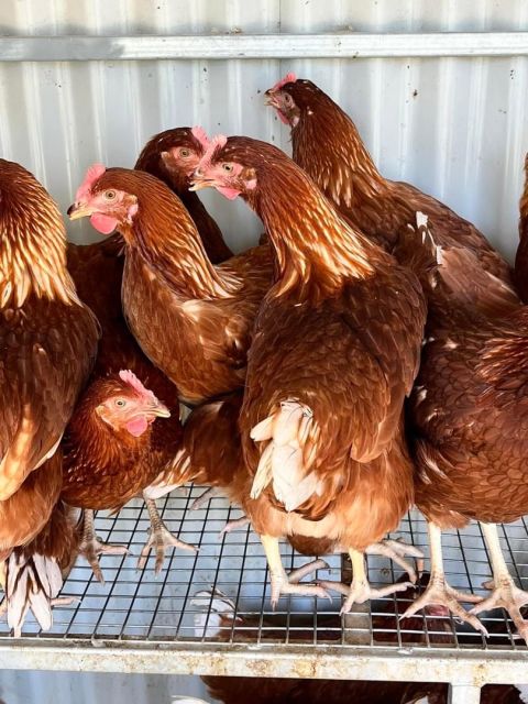 Isa Brown Pullets 16 weeks old laying hens | Livestock | Gumtree ...