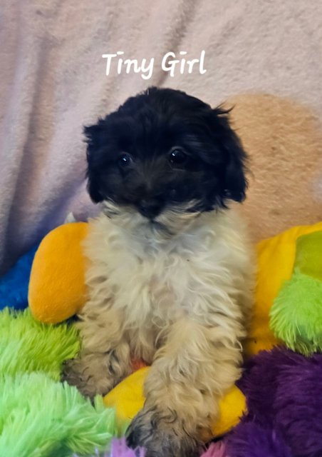 4 Moodle Puppies Very Cute | Dogs & Puppies | Gumtree Australia Ipswich ...