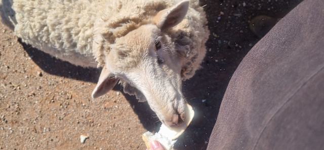 2 aussie white ewes 1 aussie white ram , 3 first x Sufolks | Livestock ...