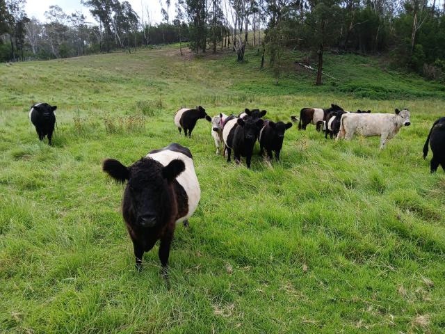 Belted Galloway Cattle | Livestock | Gumtree Australia Bega Valley ...