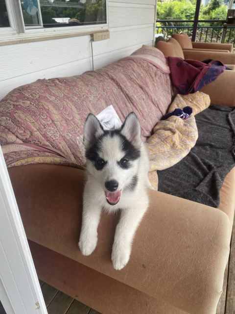 POMSKY- Husky x Pomeranian puppies | Dogs & Puppies | Gumtree Australia ...