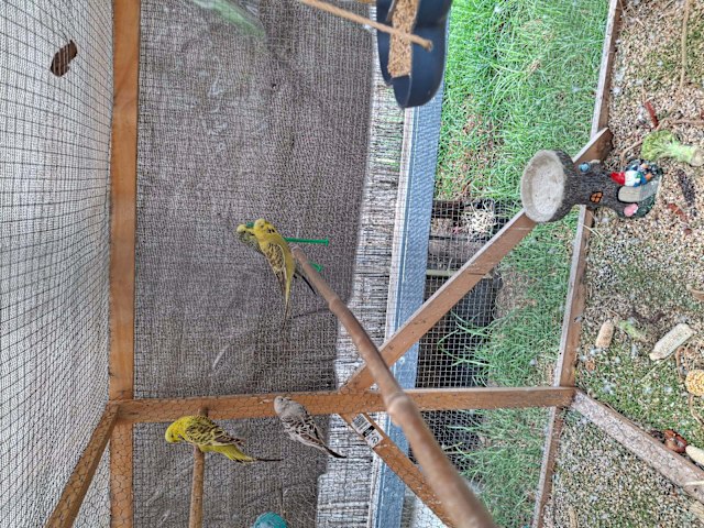 aviary birds | Birds | Gumtree Australia Orange Area - Orange | 1332816566