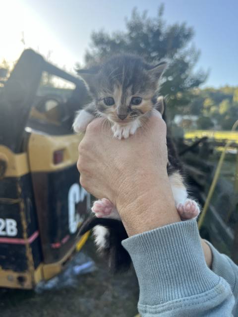 Beautiful female calico kitten | Cats & Kittens | Gumtree Australia ...