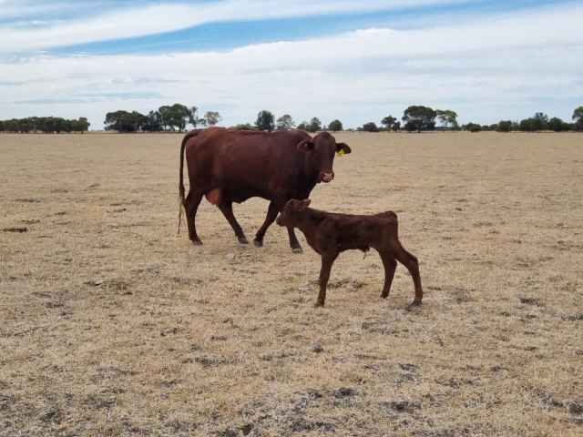 Handraised Santa Gertrudis heifer | Livestock | Gumtree Australia ...