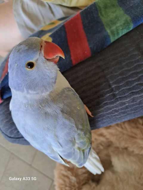 Opaline Cleartail Handraised Indian Ringneck Parrot | Birds | Gumtree ...