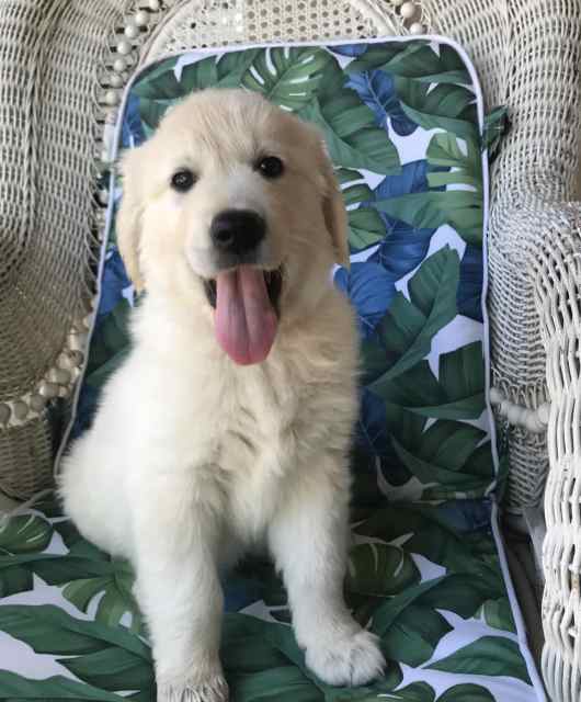 Golden retriever puppy | Dogs & Puppies | Gumtree Australia Perth City ...