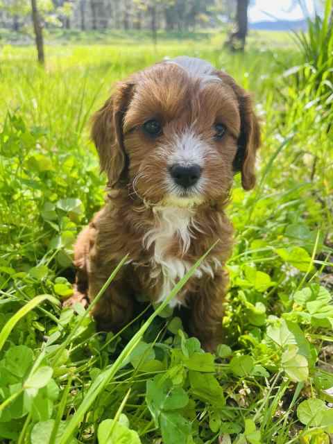 Exceptional DNA Clear Ruby Toy Cavoodle Puppies | Dogs & Puppies ...