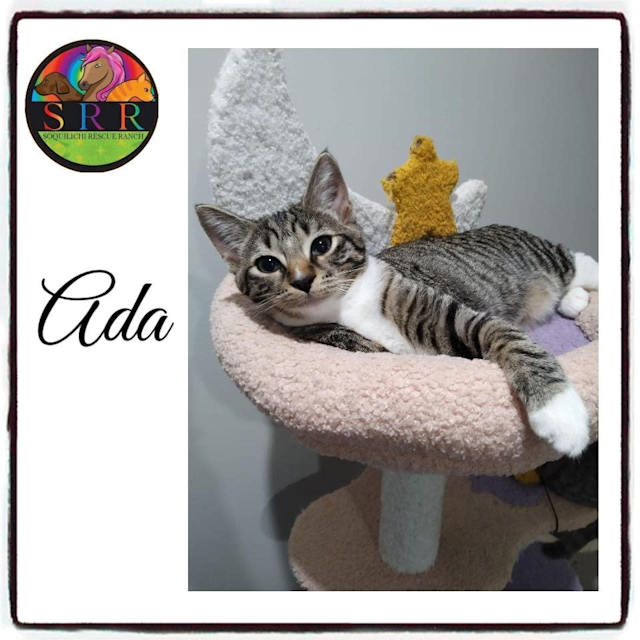 Ada - Soquilichi Rescue Ranch | Cats & Kittens | Gumtree Australia ...