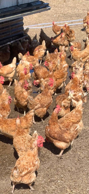 Chooks isa brown laying hens 15 to 18 mths old $15 each | Livestock ...