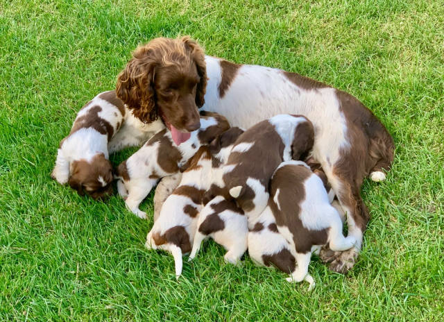 Straitswill Springer Spaniels | Dogs & Puppies | Gumtree Australia King ...