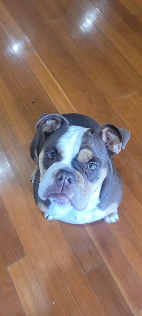 Rehoming 2.5-year-old Aussie cross English Bulldog | Dogs & Puppies ...