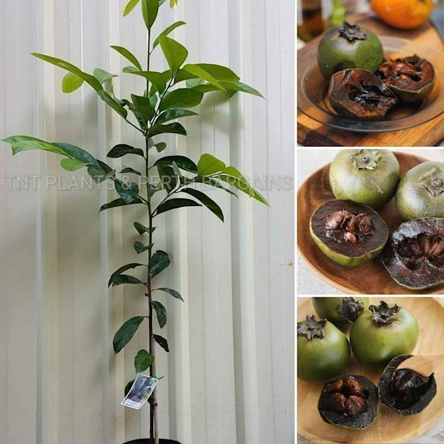 LARGE Black Sapote Chocolate Pudding Trees Diospyros nigra Fruit Trees ...