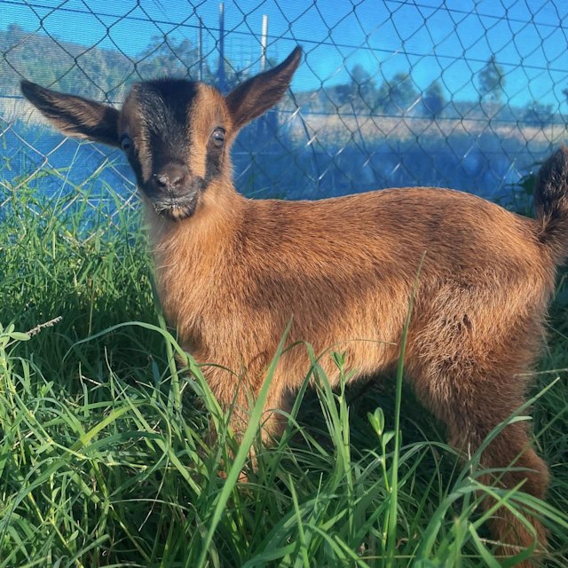 Nigerian Dwarf Doelings | Livestock | Gumtree Australia Gunnedah Area ...