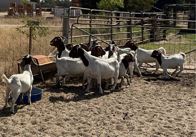 3 Male Bore Goats | Livestock | Gumtree Australia Wanneroo Area ...