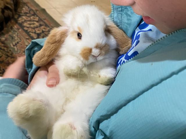 Adorable rabbits mini lop pure breed Vienna baby | Rabbits | Gumtree ...