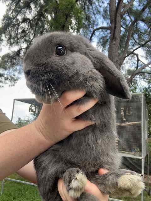 Rabbits- mini lop, flemish, rex | Rabbits | Gumtree Australia Tweed ...