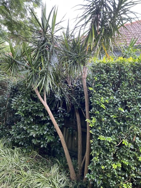 Mature 5m yucca tree with 5 main branches - Plants in Willoughby NSW ...