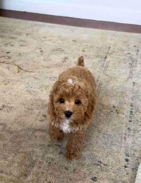Stunning F2 Cavoodle puppies | Dogs & Puppies | Gumtree Australia ...