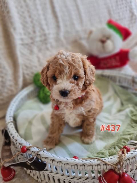 Stunning 🐶2 pretty girls, 1 cavoodle 1 cavapoochon girl left | Dogs ...