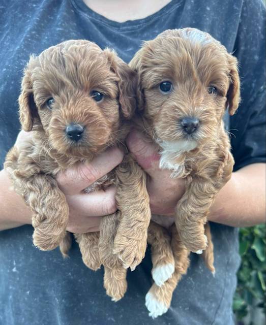 Toy F2 Cavoodle Puppies | Dogs & Puppies | Gumtree Australia Brisbane ...