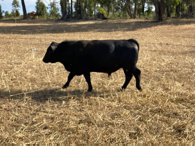 Angus Lowline Bull - proven | Livestock | Gumtree Australia Swan Area ...