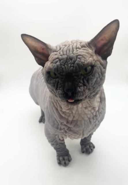 Sphynx Bambino Extreme Wrinkle | Cats & Kittens | Gumtree Australia ...