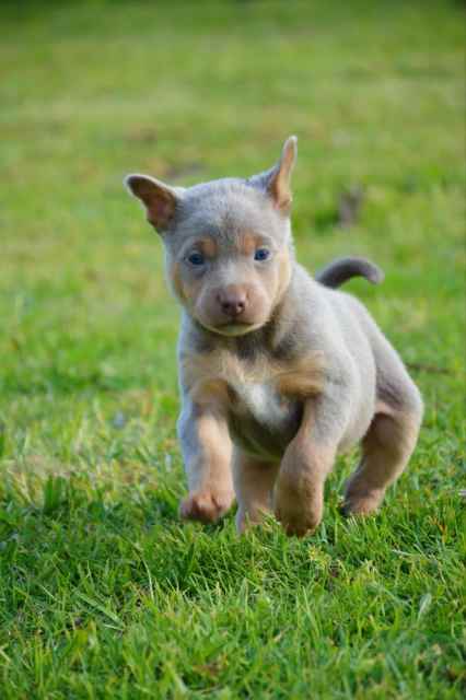 Purebred Blue Kelpie Puppies: Loyal & Energetic Companions | Dogs ...