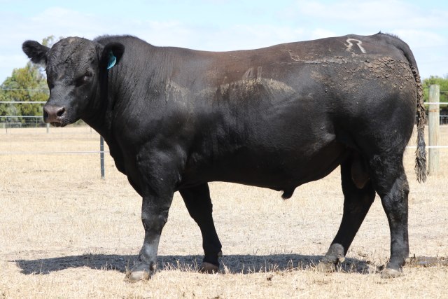 Pure bred Angus Bulls | Livestock | Gumtree Australia Moyne Area ...