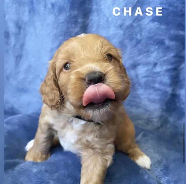 Spoodle Puppies | Dogs & Puppies | Gumtree Australia Gympie Area ...