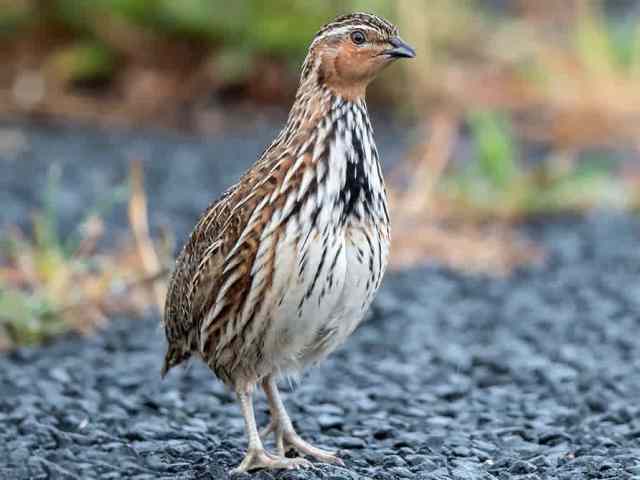 Stubble quail | Birds | Gumtree Australia Moreland Area - Glenroy ...