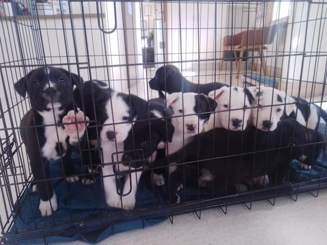 9 MALE 7 week staffy cross border collie | Dogs & Puppies | Gumtree ...