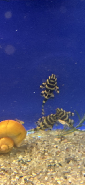 L134 PLECO | Fish | Gumtree Australia Sutherland Area - Sutherland ...