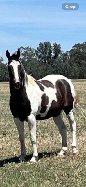 paint yearlings, 2 and 3 year olds | Horses & Ponies | Gumtree ...