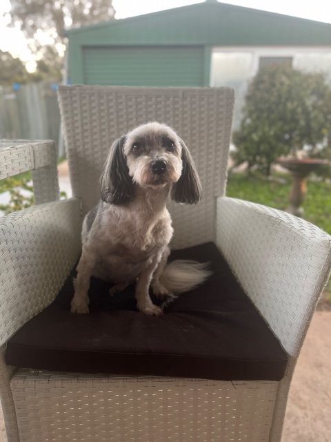 Lowchen mature female | Dogs & Puppies | Gumtree Australia Gympie Area ...