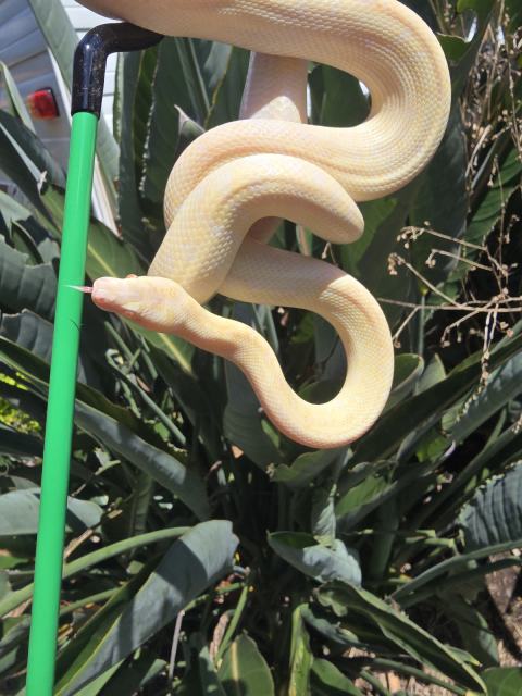 Albino Spotted Python Female | Reptiles & Amphibians | Gumtree ...