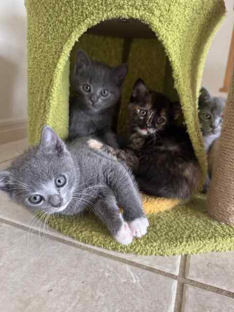 4 kittens | Cats & Kittens | Gumtree Australia Gold Coast North ...