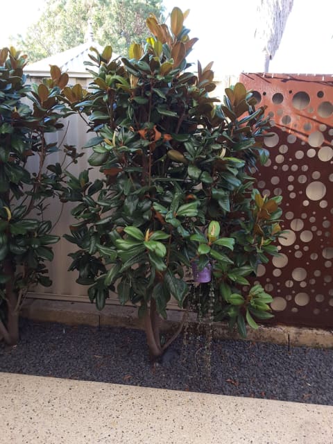 Magnolia Trees - Plants in Munster WA | Gumtree Australia