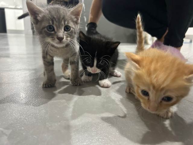 Adorable Playful Kittens | Cats & Kittens | Gumtree Australia Fairfield ...