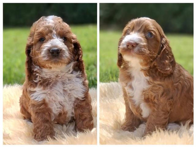 Beautiful F1 Spoodles 1 Female 1 Male . | Dogs & Puppies | Gumtree ...