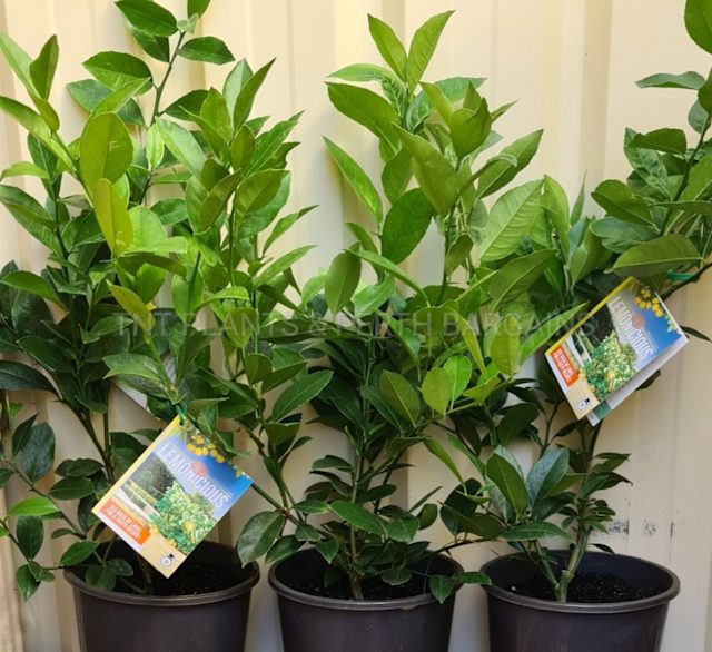 Dwarf Citrus Lemonicious Meyer Patio Lemon Fruit Tree Plants - Plants ...