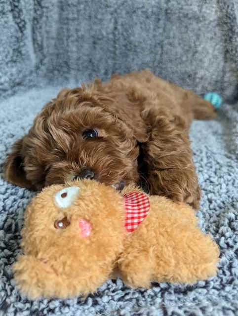 Cavoodles F1b(Mini )1 ruby and 1 black boy left | Dogs & Puppies ...
