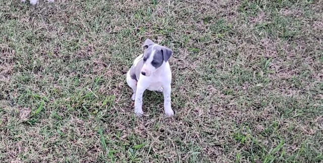 Purebred Whippet Pups | Dogs & Puppies | Gumtree Australia Singleton ...