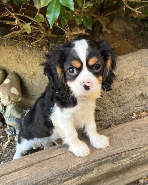 Cavalier King Charles Spaniel puppies DNA clear | Dogs & Puppies ...
