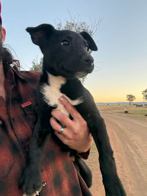 Bully stag cattle x NQ Bull hound x | Dogs & Puppies | Gumtree ...