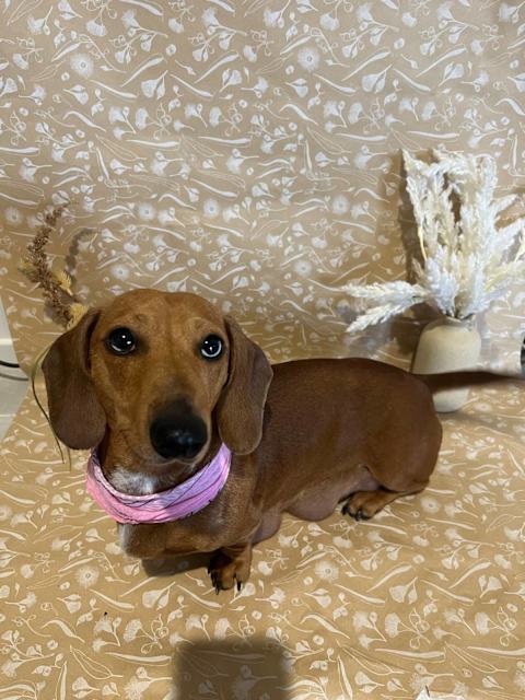 Miniature dachshund hounds | Dogs & Puppies | Gumtree Australia ...